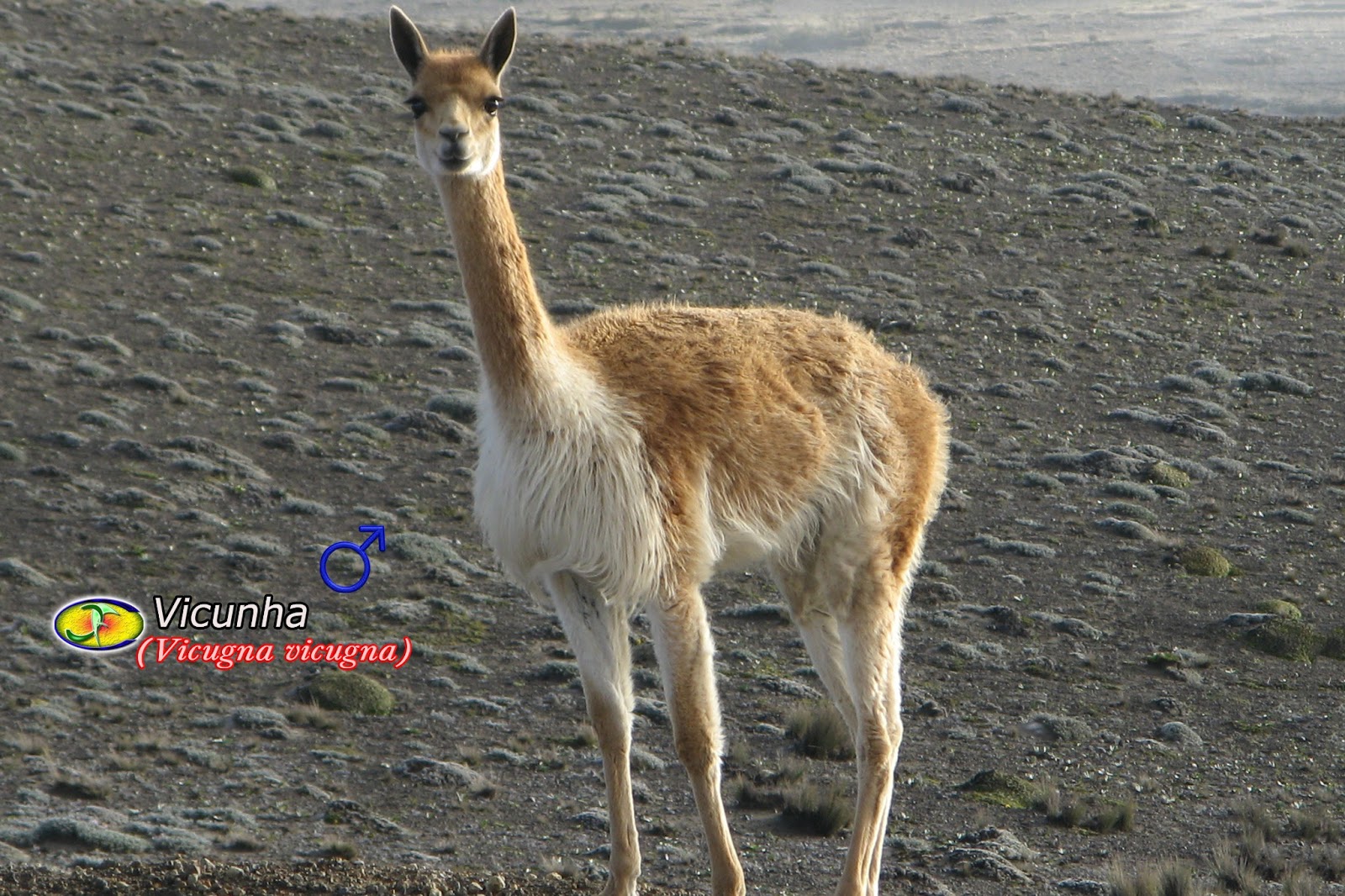 Zoologia: Vicunha (Vicugna vicugna)